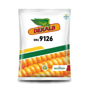 Bayer Monsanto DEKALB DKC 9126 Hybrid Corn, Maize Seeds , Makka Seeds ...
