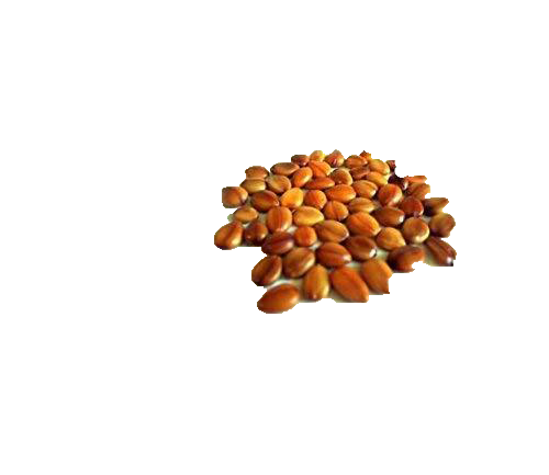 Cassia Fistula Seeds Golden Shower Tree (Sarakkontrai Seeds) Tree Seed - eAgroStore