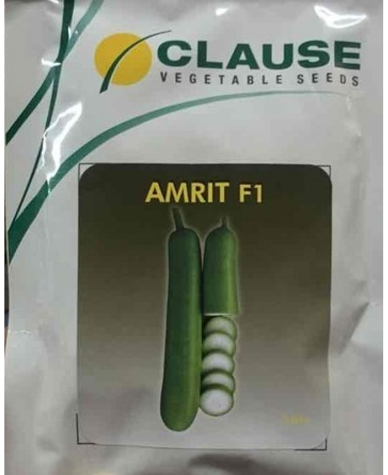 H.M Clause Hybrid Bottle Gourd Amrit Seeds, Very High Yeild, Uniform ...
