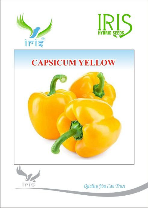 Iris Hybrid Vegetable Imported Yellow Capsicum Seeds, Fruit Colour ...