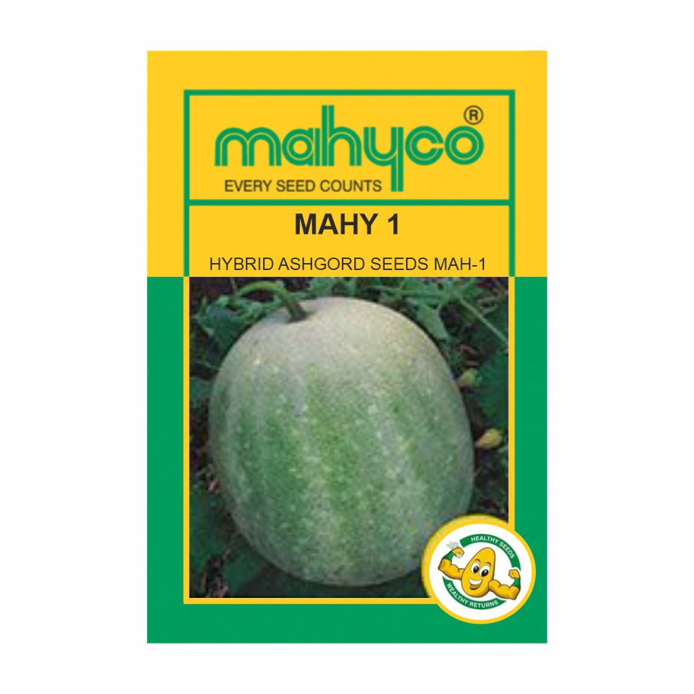 Mahyco F1 Hybrid Mahy 1 Ash Gourd Seeds, High Vigorous Vines And High ...