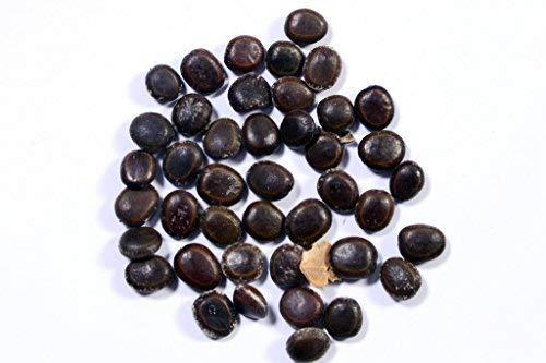 RK Seeds Babul Seeds , Live Fencing Tree Seeds , Acacia Nilotica Seeds ...