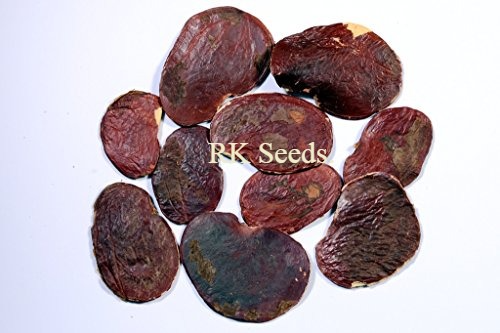 RK Seeds - Butea Monosperma Seeds , Palash seed, Flame Of Forest Tree ...