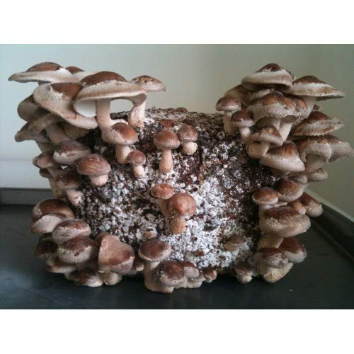 Shitake Mushroom Spawn Seed. Compounds in shiitake may help fight ...