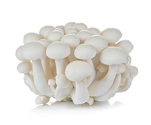 Shroomness Milky Mushroom Culture In Test-Tube, 100% Clean, Active ...