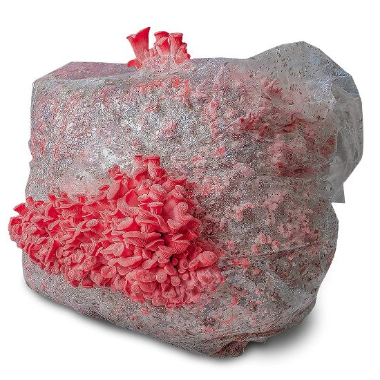 Shroomness Pink Oyster Mushroom Spawn, 100% Clean, Concentrated, Active ...
