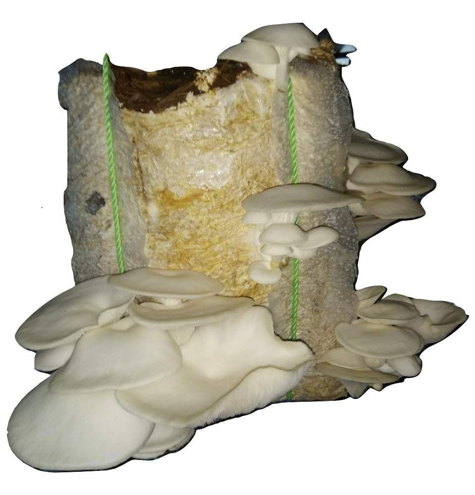 Shroomness Premium Spawn Granules, Shiitake Mushroom (Seeds) 350g ...