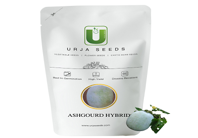Urja Ash Gourd F-1 Hybrid Seeds , Best In Germination, Perfect For Warm ...