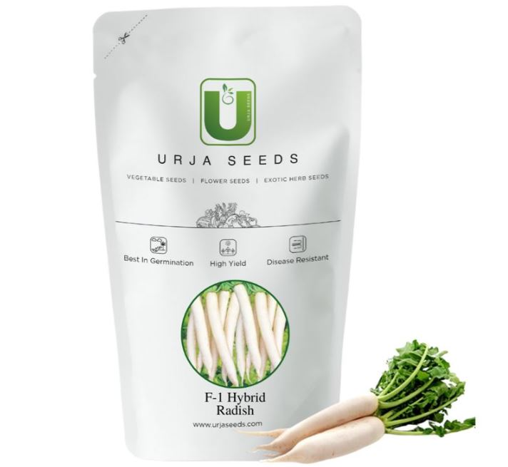 Urja Chetki Long Radish Seeds, Cylindrical Variety, Excellent ...
