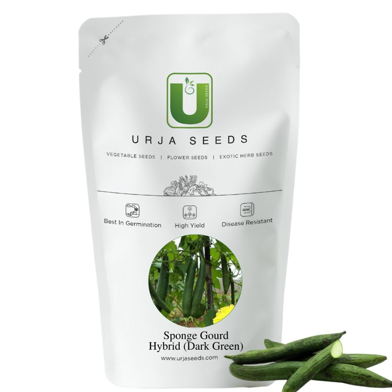 Urja F1 Hybrid US-291 Sponge Gourd Seeds, Dark Green In Color, Gilki Ke ...